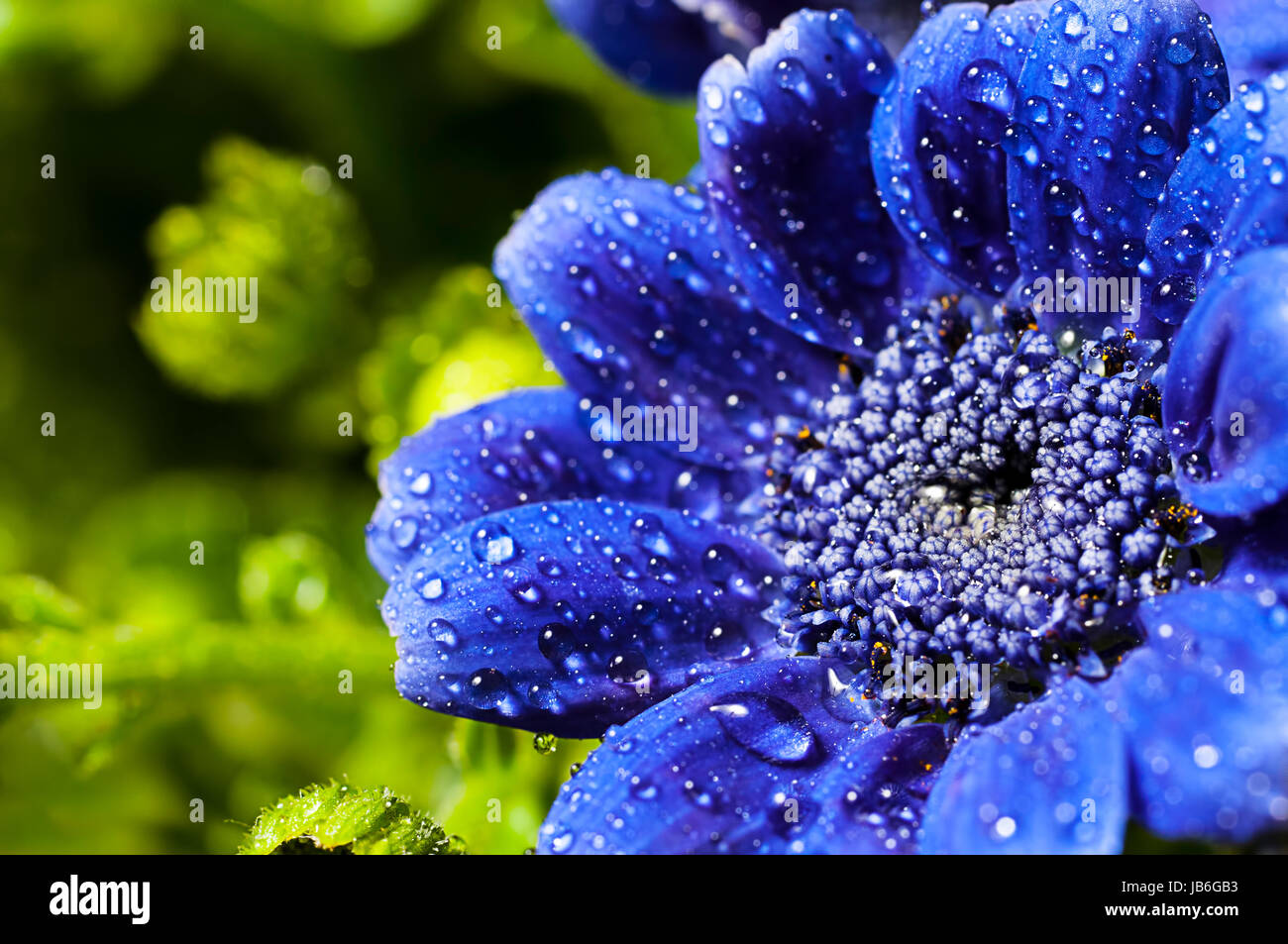 Beautiful blue flower with dew drops Stock Photo - Alamy