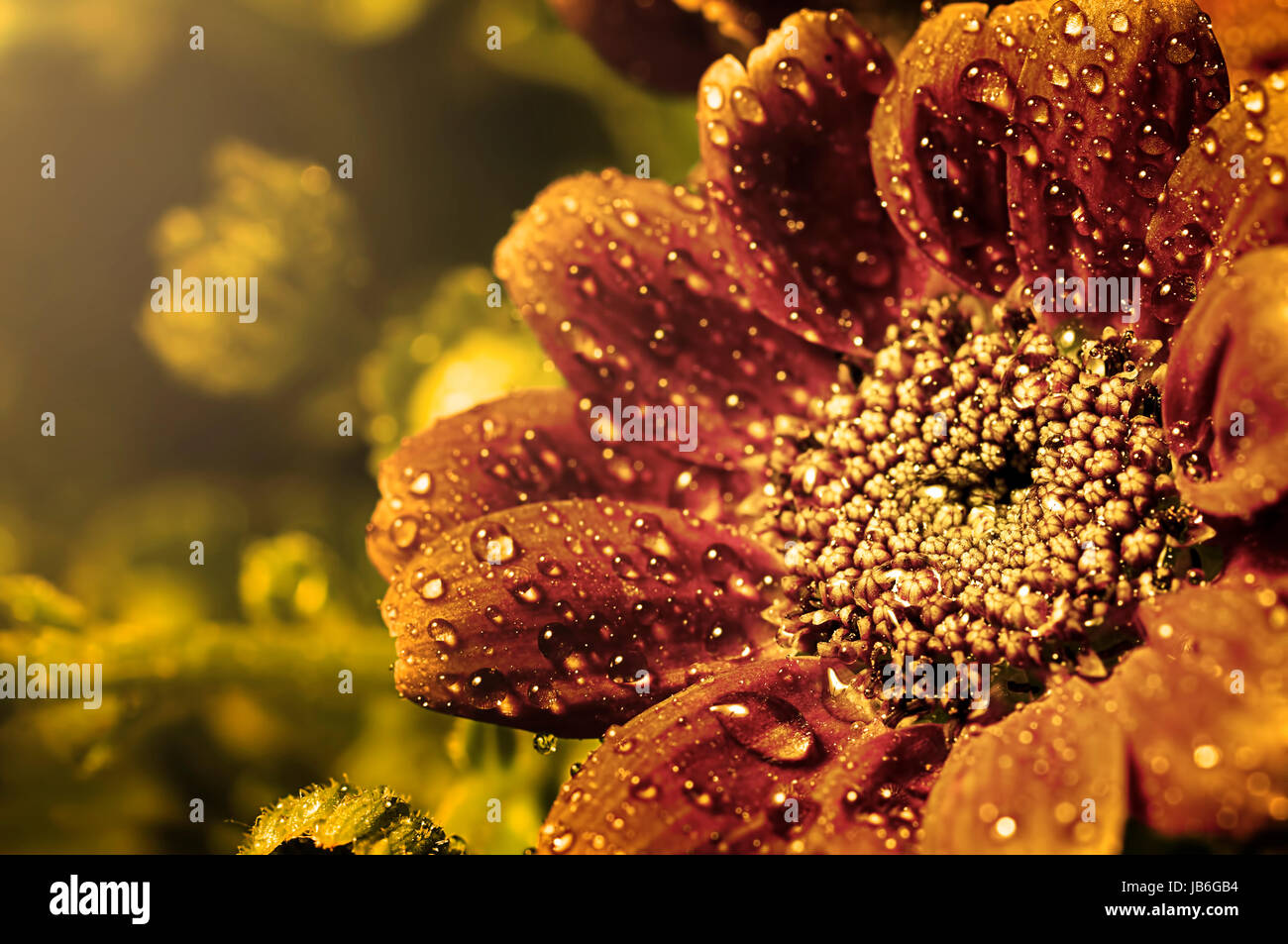 Beautiful blue flower with dew drops Stock Photo - Alamy
