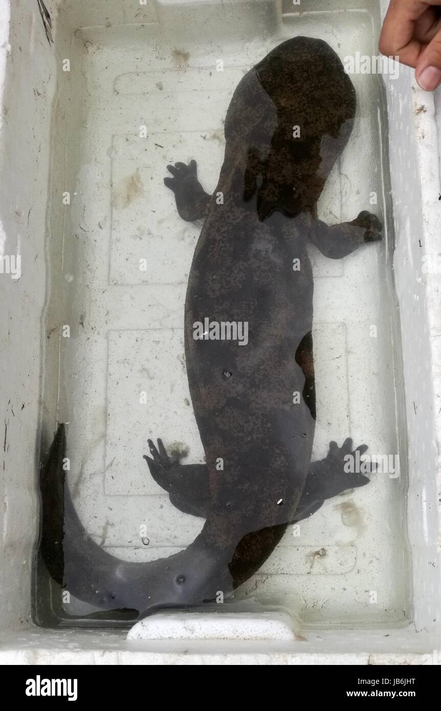 Chinese giant salamander hi-res stock photography and images - Alamy