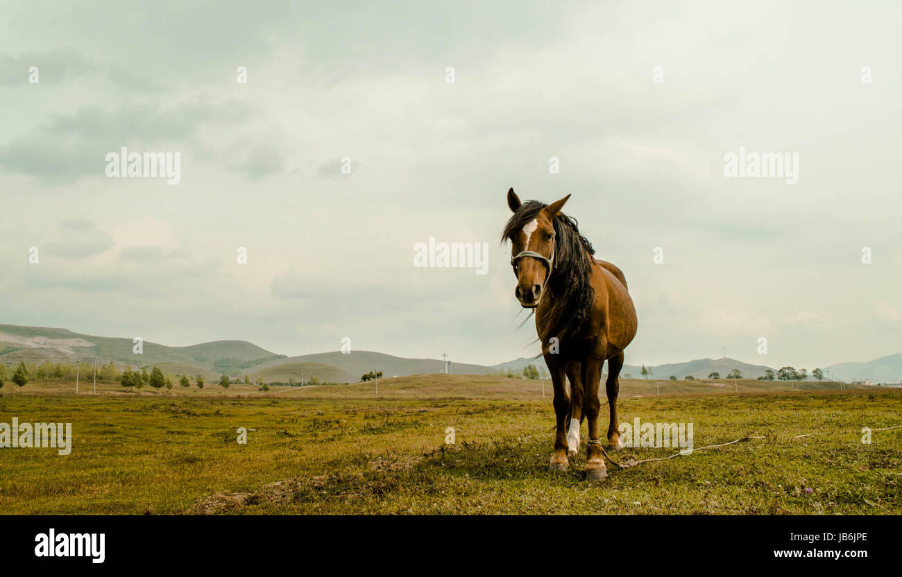 Chengde in hebei bashang grassland hi-res stock photography and images ...