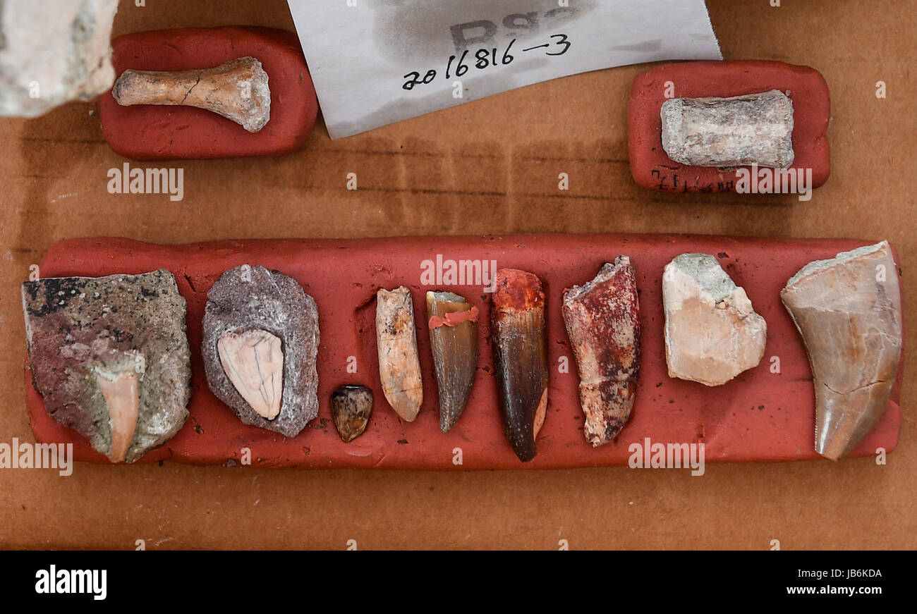 145 million years ago hi-res stock photography and images - Alamy