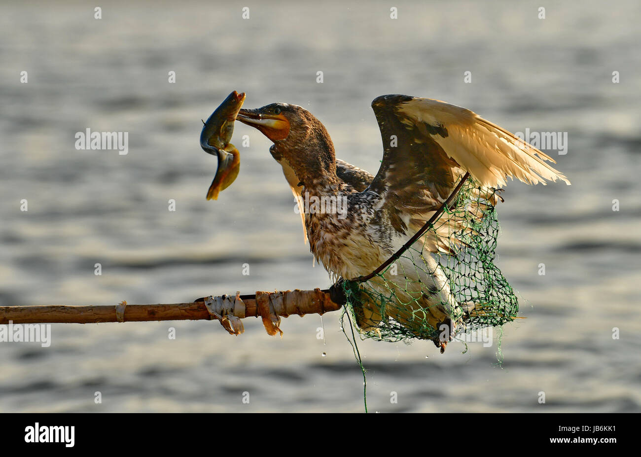 Shijiazhuang. 9th June, 2017. Fisherman Zhou Shan takes up an osprey at ...