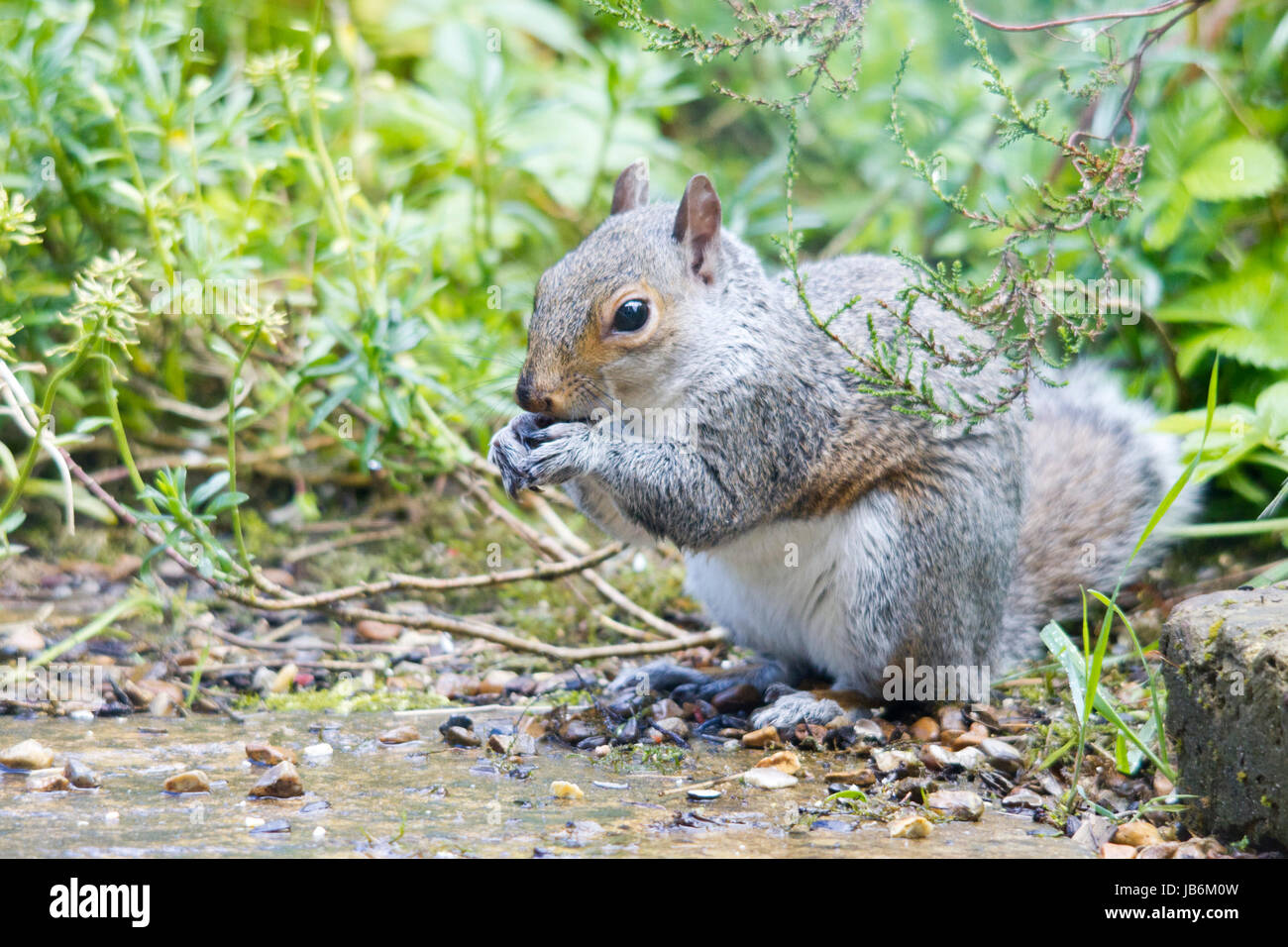 Sevenoaks, UK. 9th June, 2017. This cheeky rodent decided to test the ...