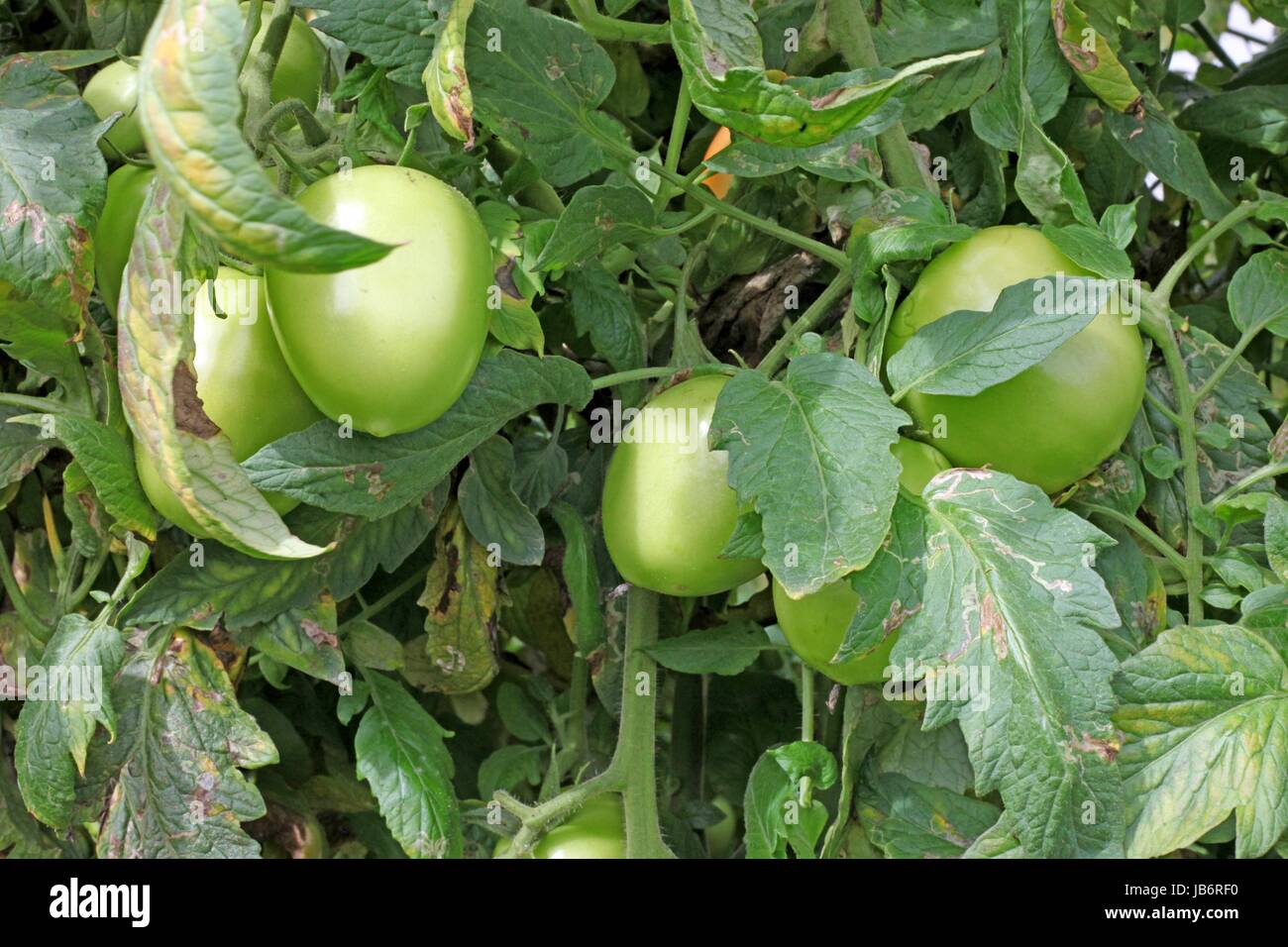 Tomato de campo hi-res stock photography and images - Alamy