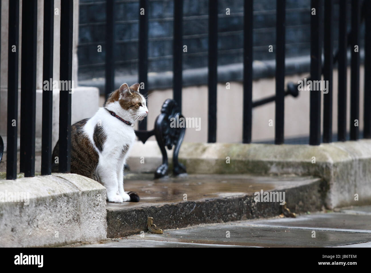 London, UK. 09th June, 2017. Larry the cat sits on the steps of Number ...