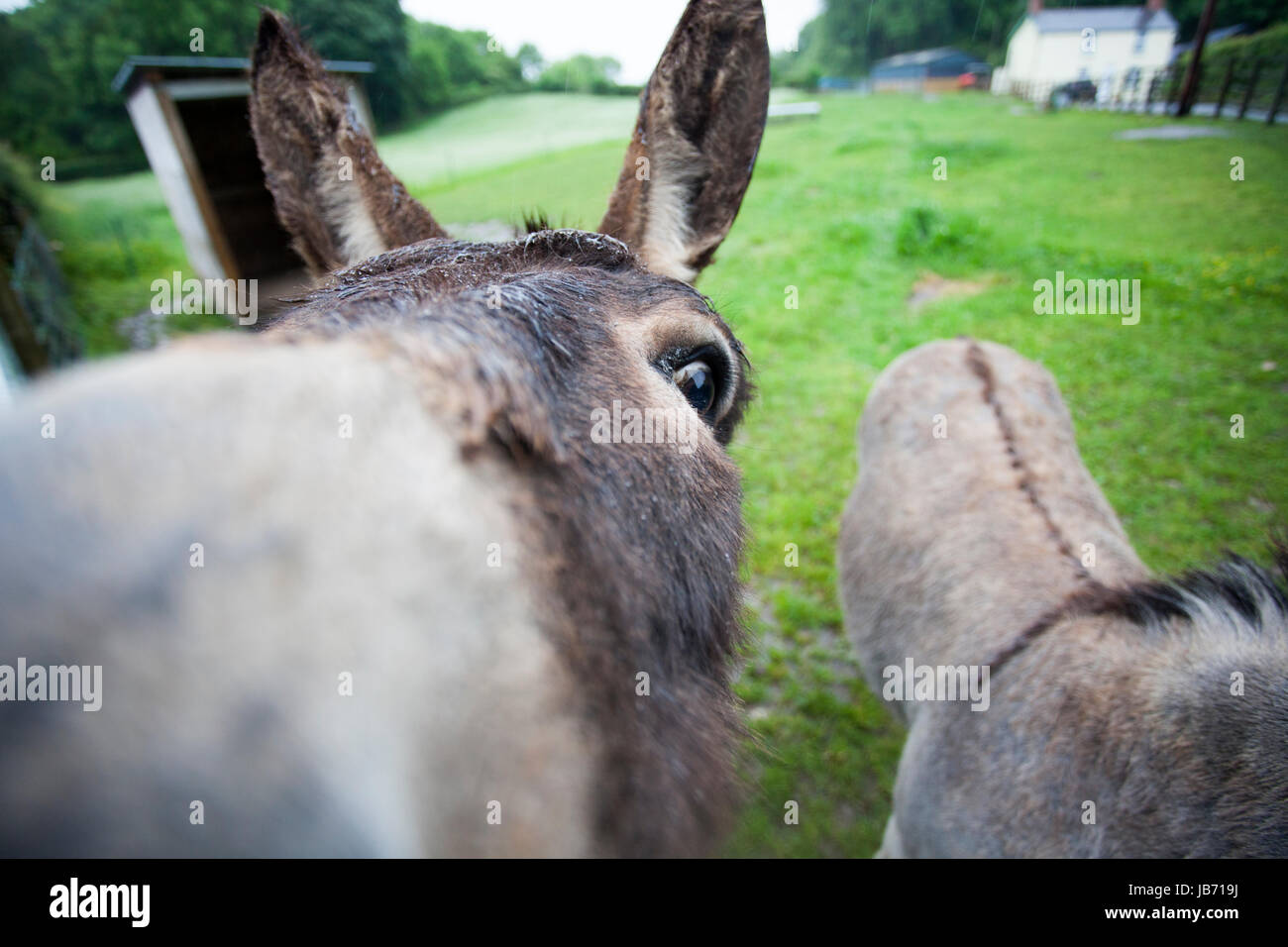 Welsh farmer's donkeys George and Sam looking into the camera of a wet ...