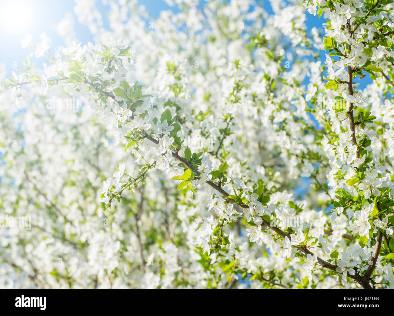 Nice plum flowers on branch Stock Photo - Alamy