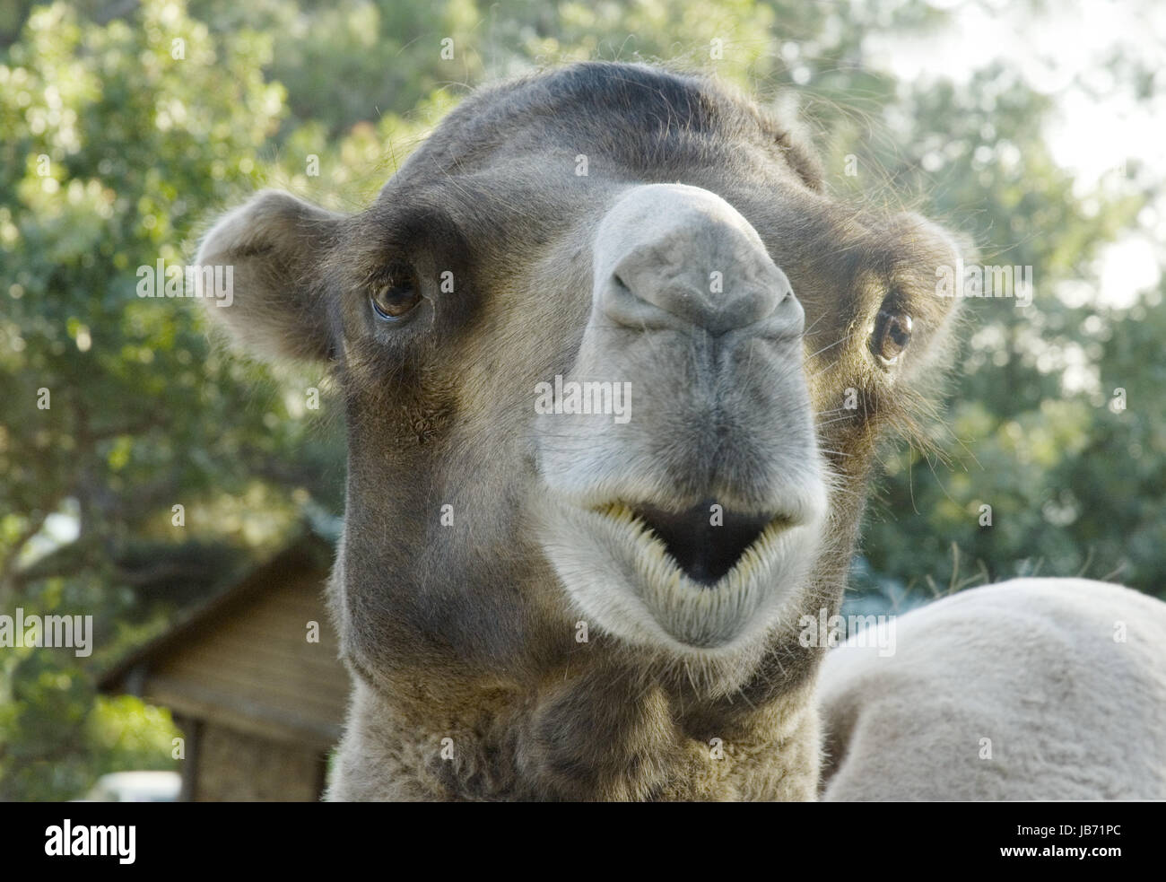 shot of the camel in close up Stock Photo - Alamy