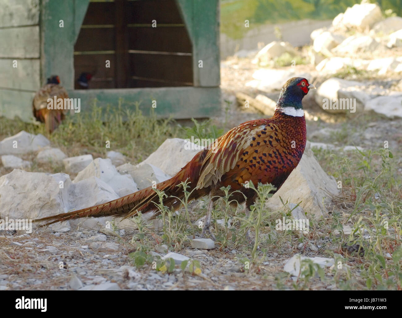 colorful pheasant in the zoo. Nature background Stock Photo - Alamy