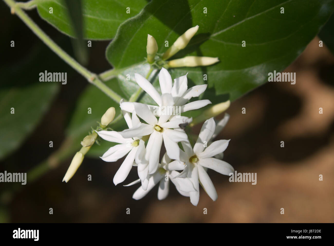 White Jasmine flowers on tree in forest Stock Photo - Alamy