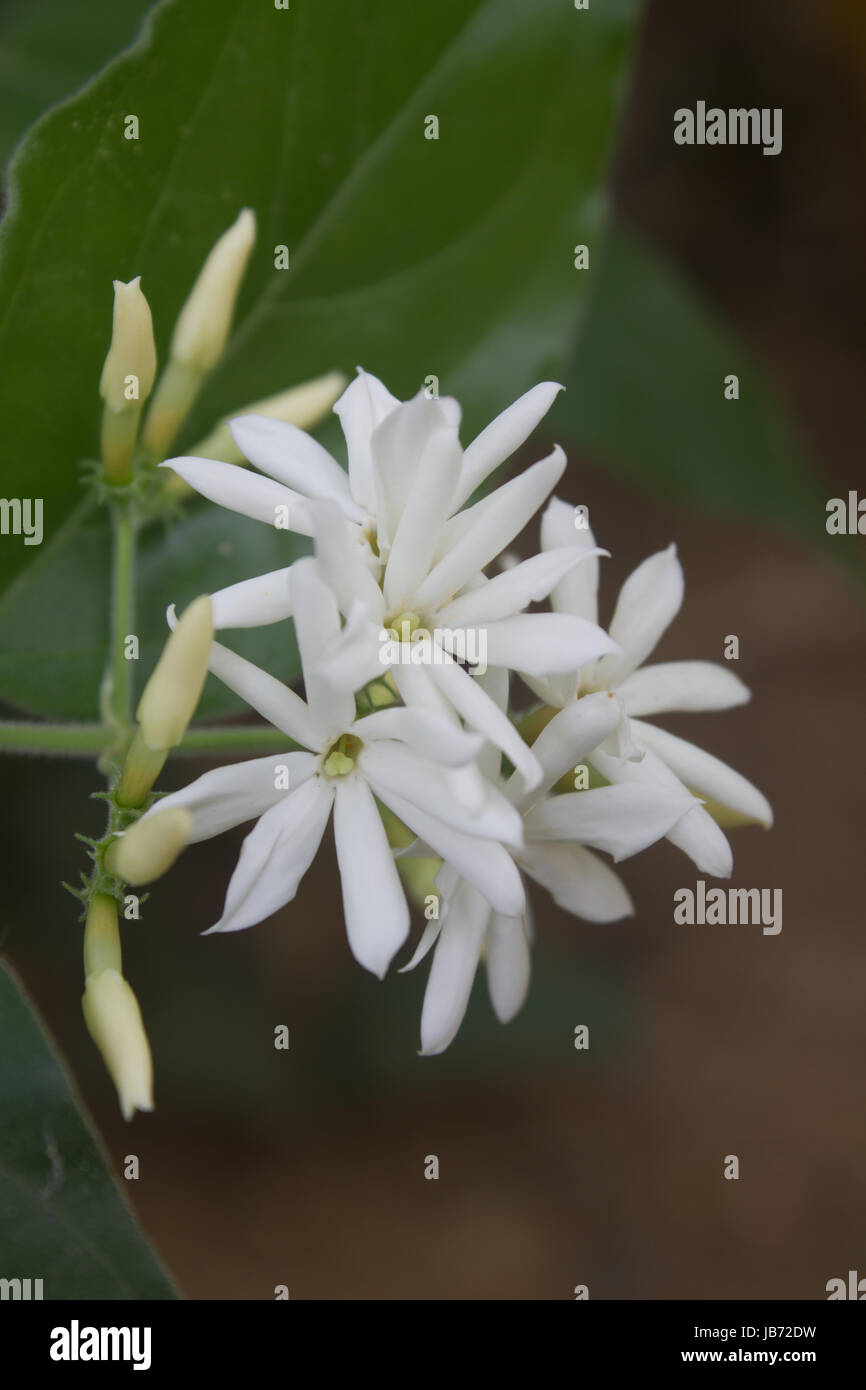 White Jasmine flowers on tree in forest Stock Photo - Alamy