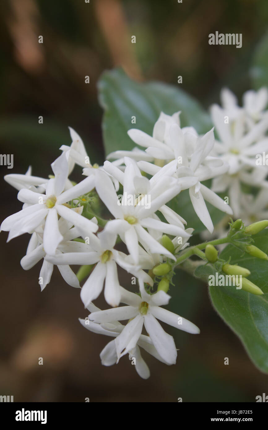 White Jasmine flowers on tree in forest Stock Photo - Alamy