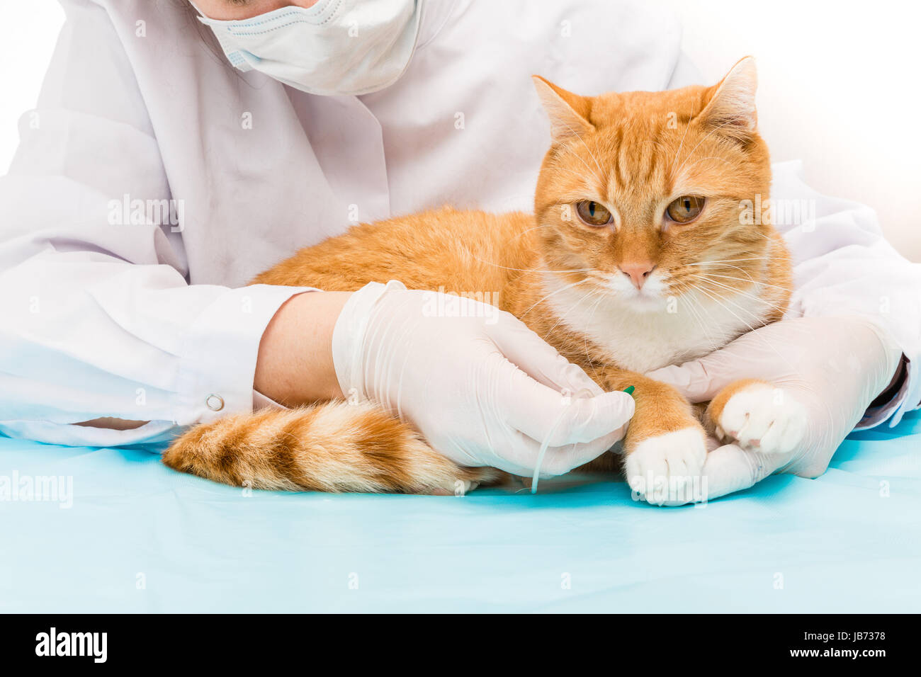 domestic cat practice Stock Photo - Alamy