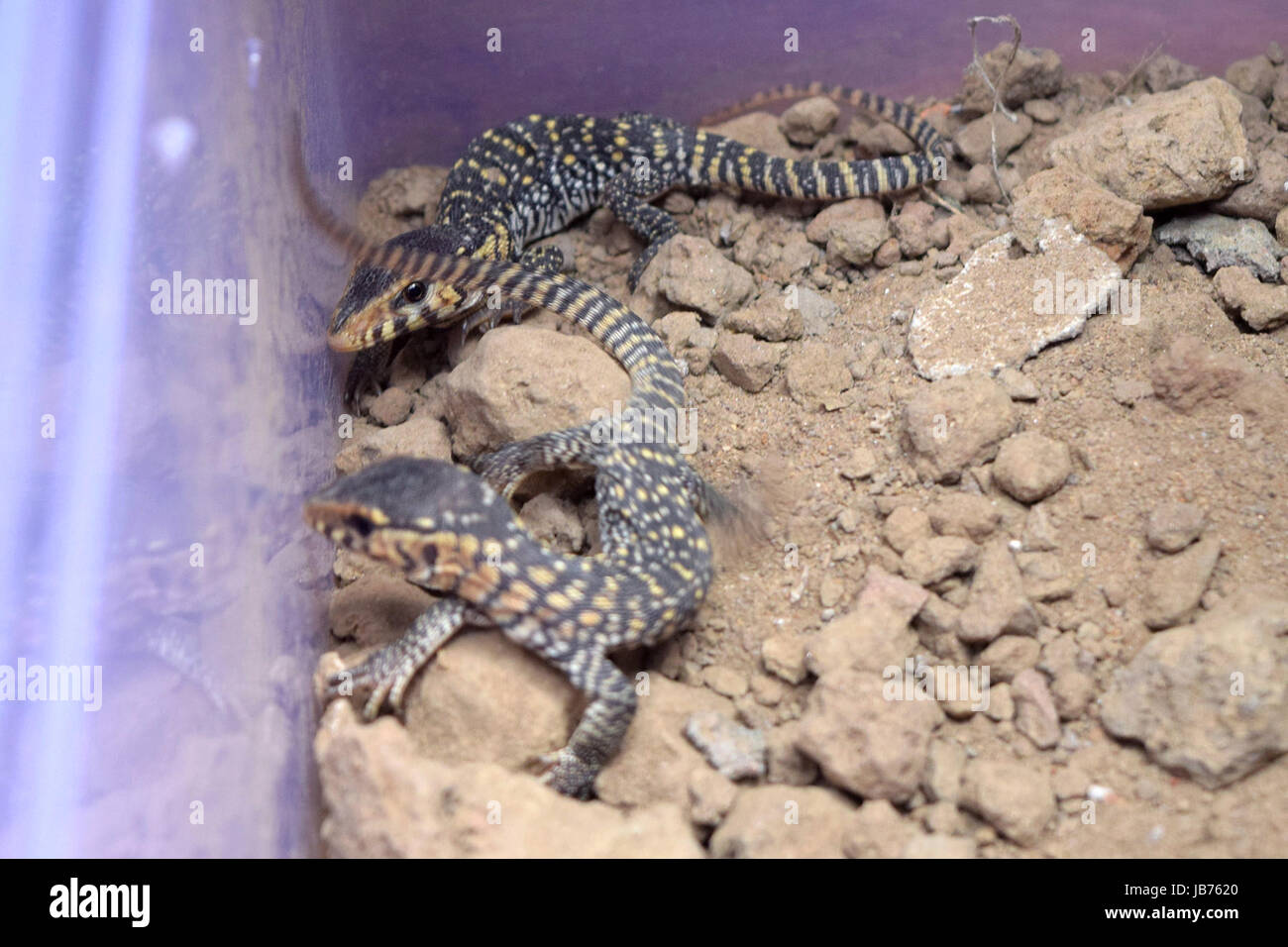 Lizard exhibits hi-res stock photography and images - Alamy