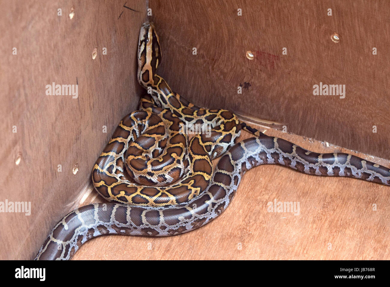 Kolkata, India. 08th June, 2017. Hatched Burmese Python in Alipore ...