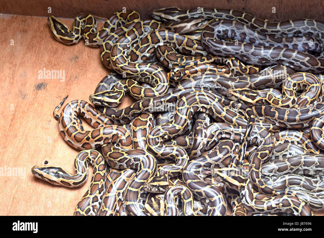 Kolkata, India. 08th June, 2017. Hatched Burmese Python in Alipore ...