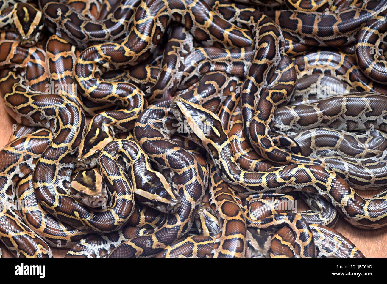 Alipore zoological garden hi-res stock photography and images - Alamy