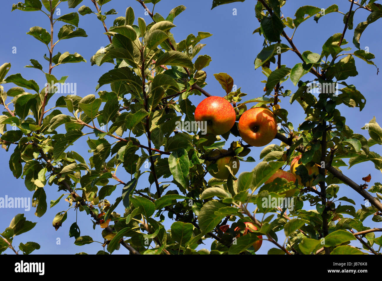beautiful äfel whet your appetite Stock Photo - Alamy