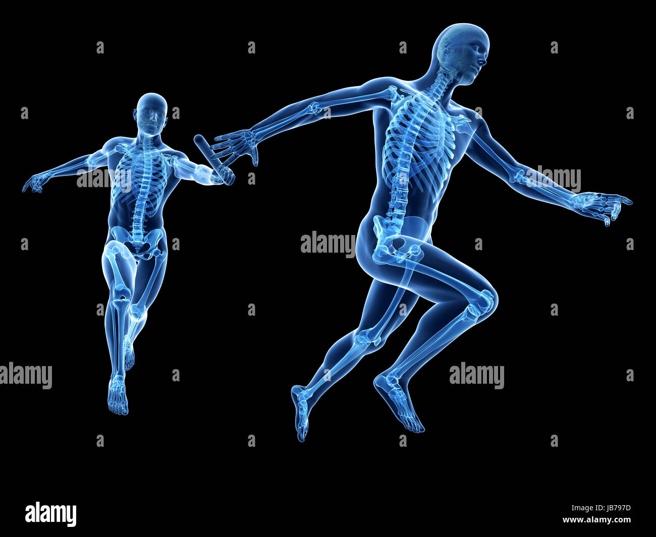 Human anatomy visible skeleton hi-res stock photography and images - Alamy