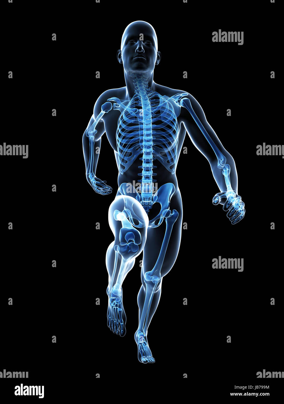 3d rendered illustration - runner anatomy Stock Photo - Alamy
