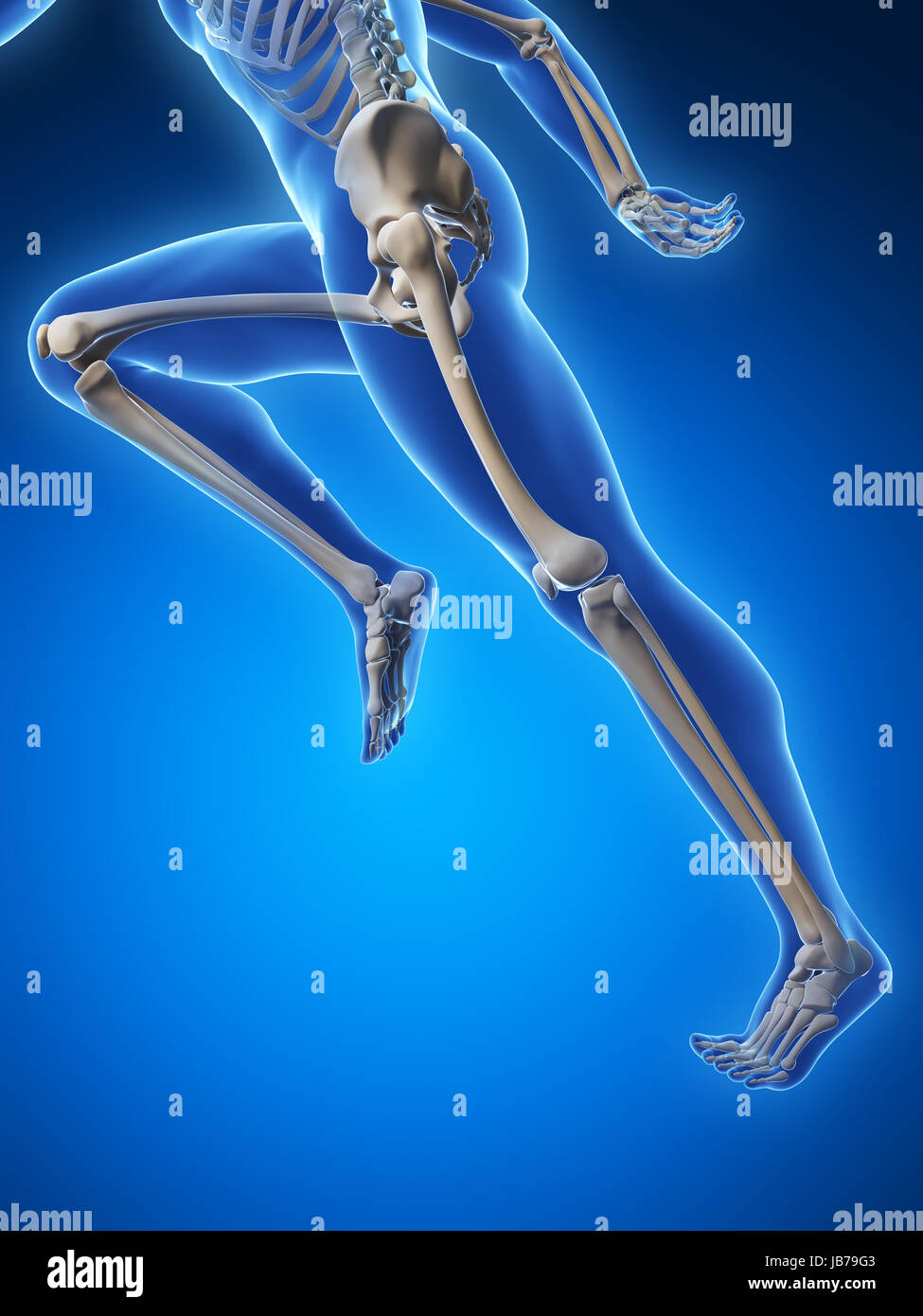 3d rendered illustration - runner anatomy Stock Photo - Alamy