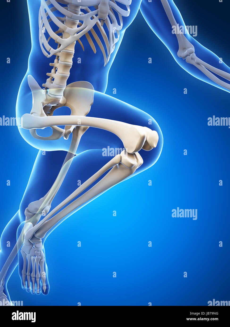 3d rendered illustration - runner anatomy Stock Photo - Alamy