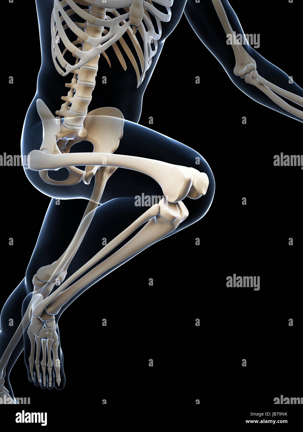 3d rendered illustration - runner anatomy Stock Photo - Alamy