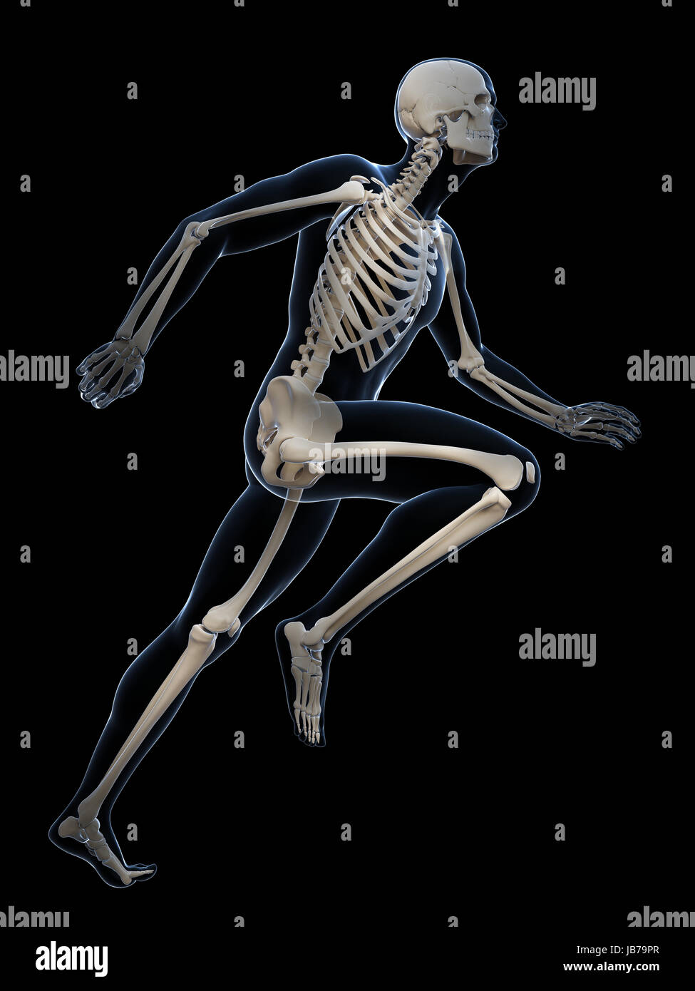 3d rendered illustration - runner anatomy Stock Photo - Alamy