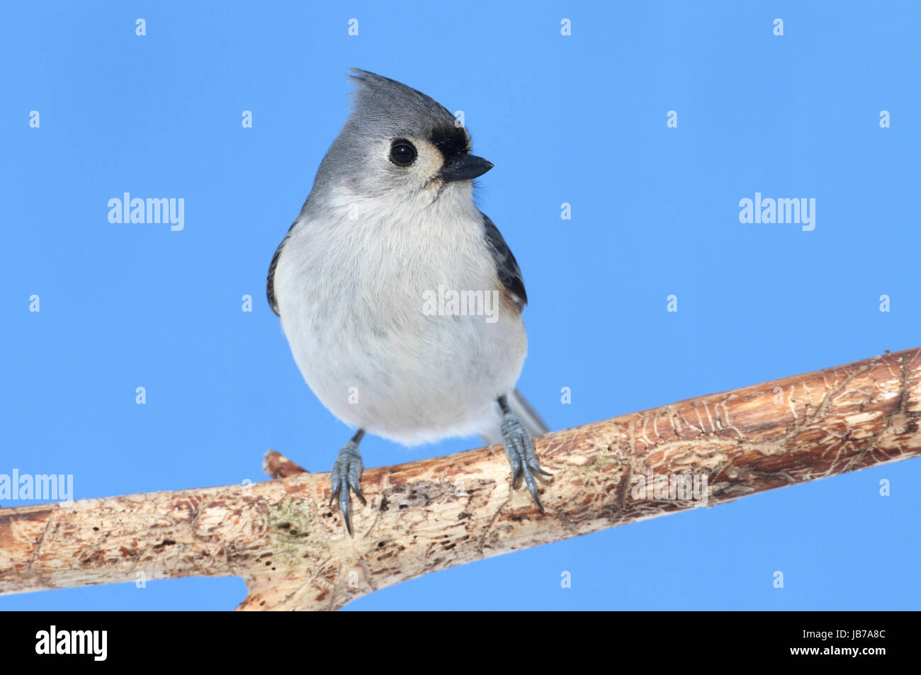 Tufted Titmouse (baeolophus bicolor) on a stick with a blue background ...
