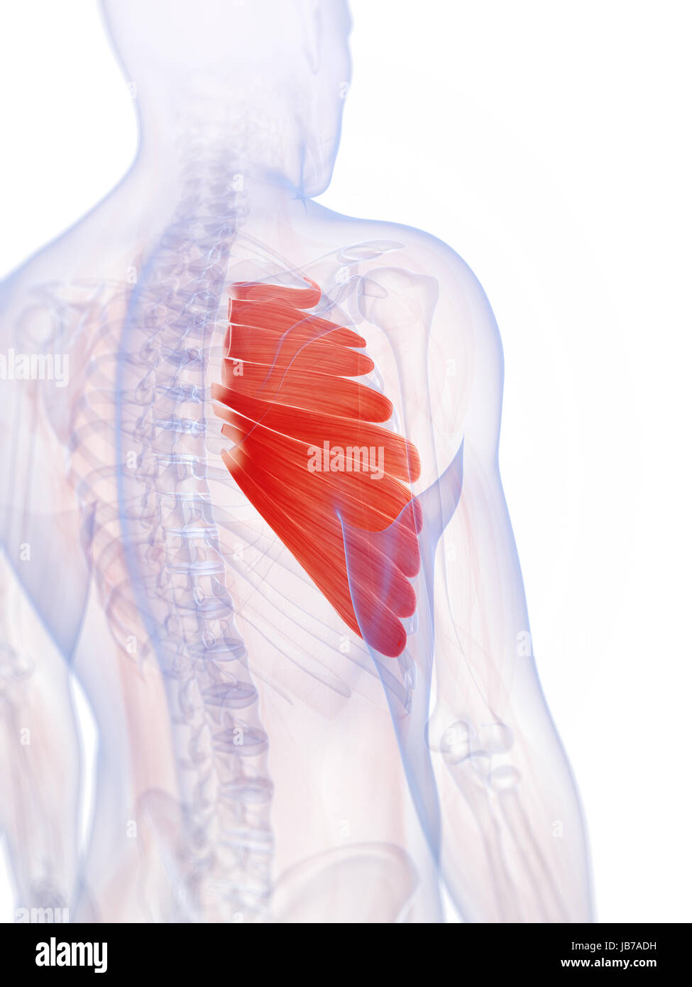 Serratus anterior muscle hi-res stock photography and images - Alamy