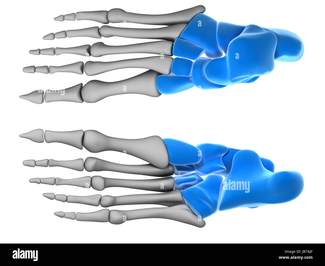 Tarsal hi-res stock photography and images - Alamy