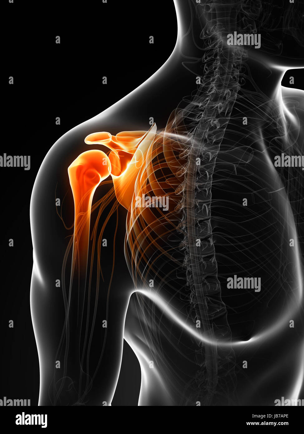 3d rendered illustration of a painful shoulder Stock Photo - Alamy