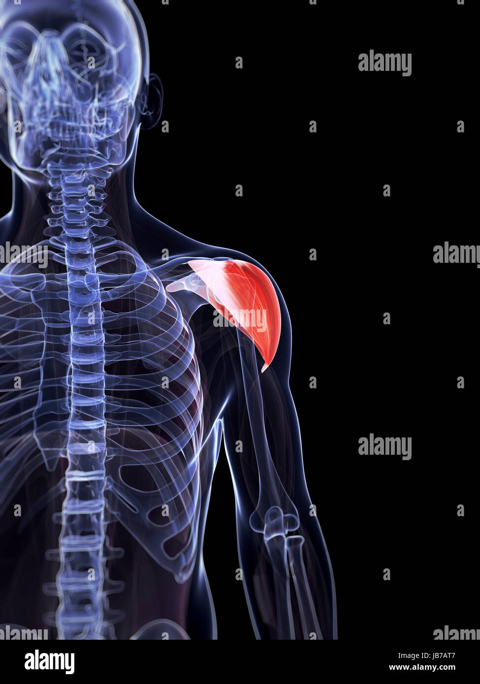 3d rendered illustration of the shoulder muscle Stock Photo - Alamy