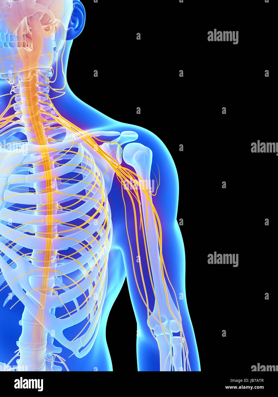Nerves of the shoulder hi-res stock photography and images - Alamy