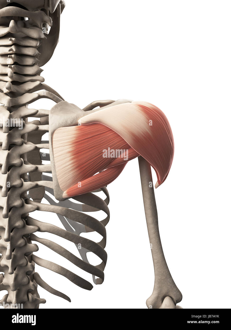 Shoulder Muscle Stock Photos & Shoulder Muscle Stock Images - Alamy