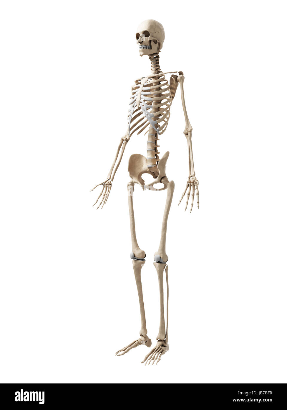 3d rendered illustration of the skeleton Stock Photo - Alamy
