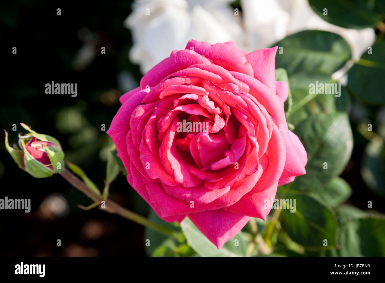 Pink roses on their trees in the Serbian countryside, white flowers can ...