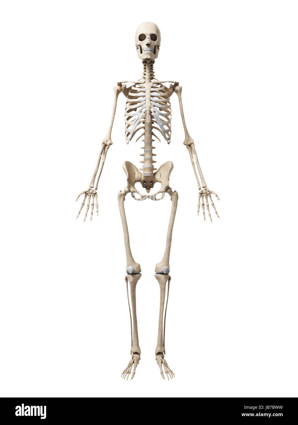 3d rendered illustration of the skeleton Stock Photo - Alamy