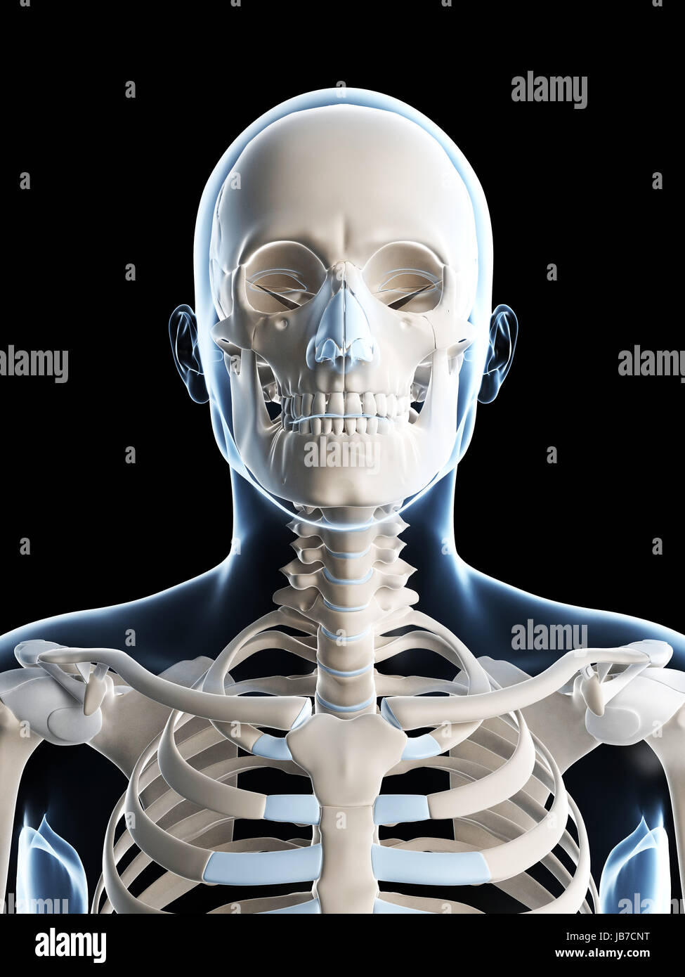 Male Neck Bones High Resolution Stock Photography and Images - Alamy