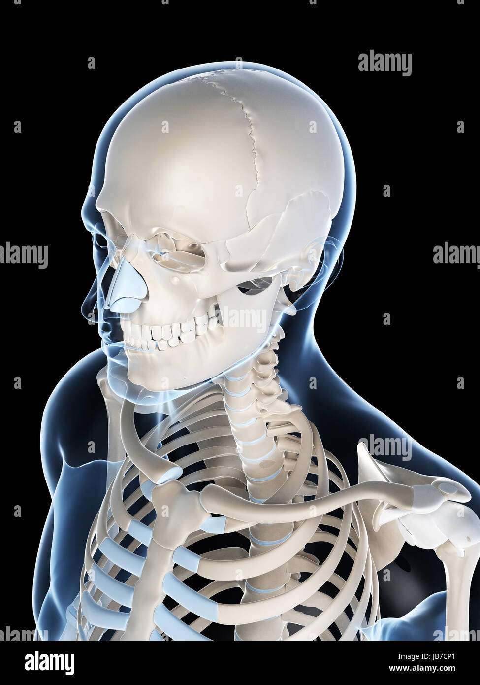 Male Neck Bones High Resolution Stock Photography and Images - Alamy