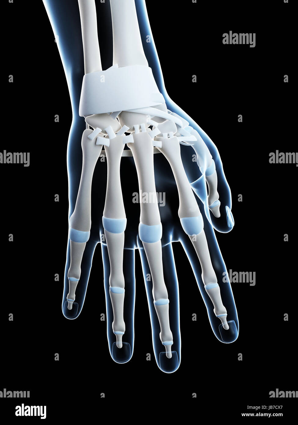 3d rendering illustration skeleton hand hi-res stock photography and ...