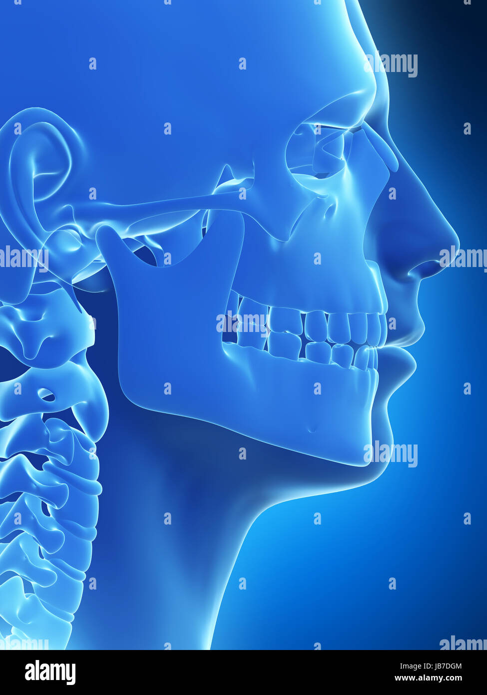 3d rendered illustration of the skull Stock Photo - Alamy