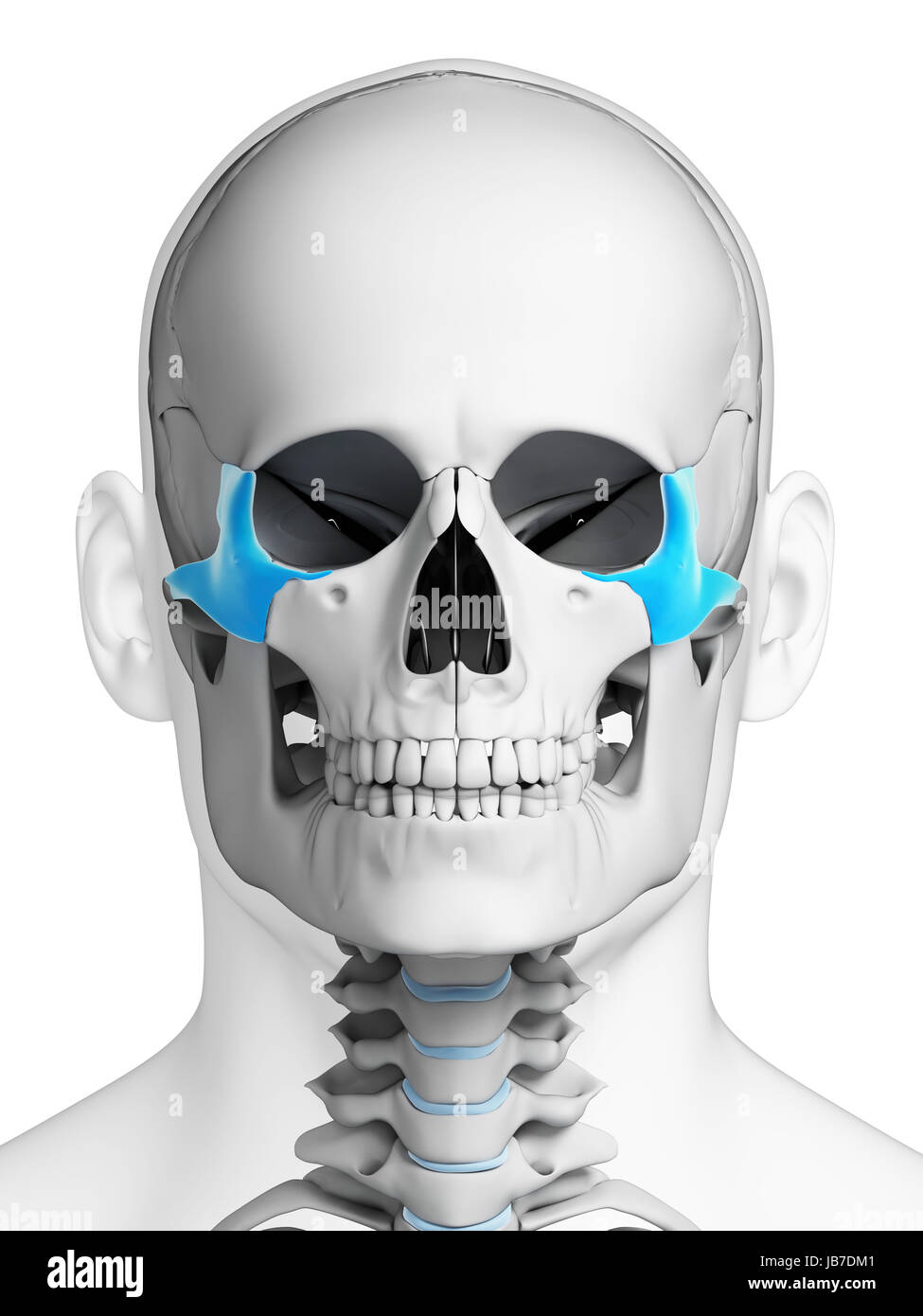 Zygomatic bone hi-res stock photography and images - Alamy