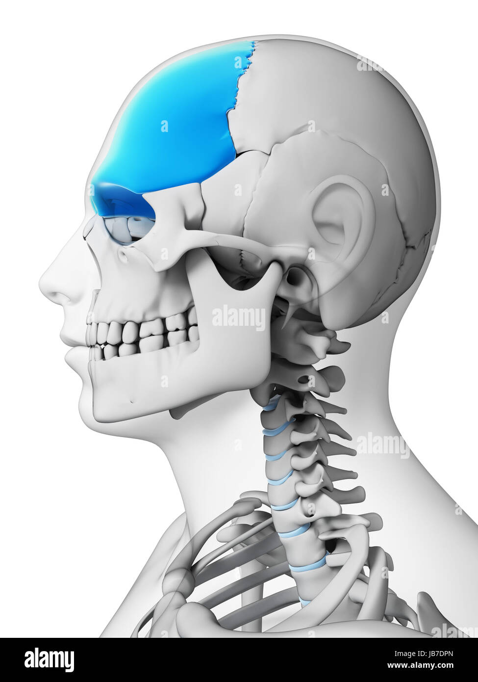 3d rendered illustration - frontal bone Stock Photo - Alamy