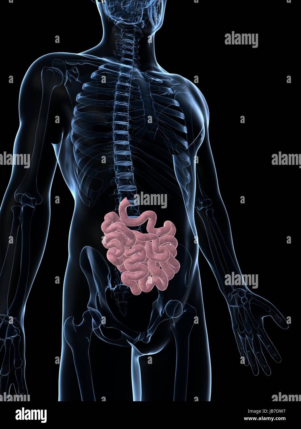 3d rendered illustration of the male small intestine Stock Photo - Alamy
