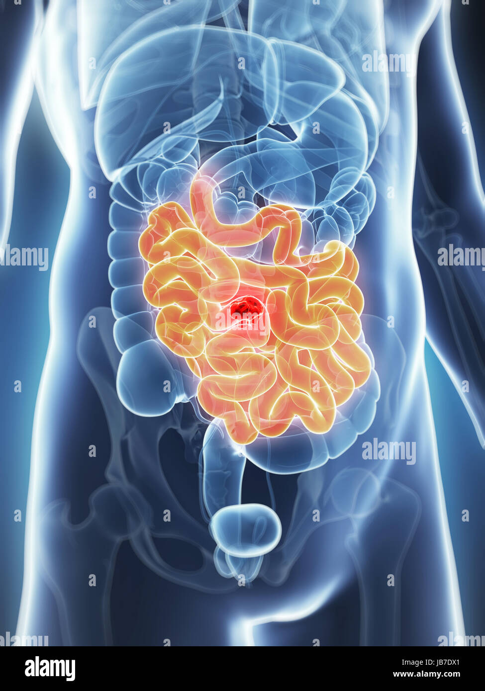 3d rendered illustration of the male small intestine Stock Photo - Alamy