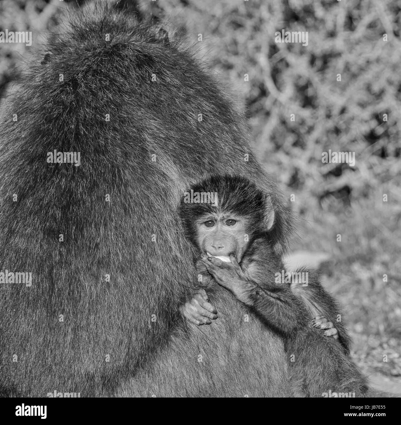 Baboon family baby cape hi-res stock photography and images - Alamy