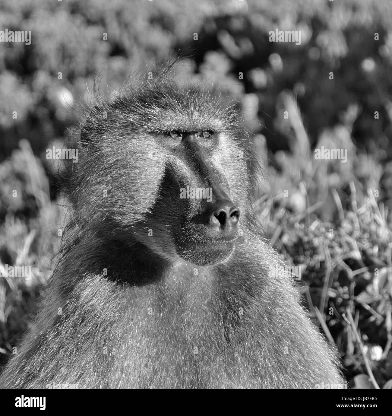 Papio ursinus chacma baboon Black and White Stock Photos & Images - Alamy