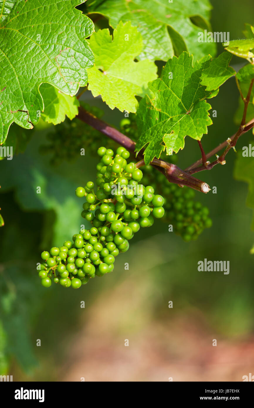 Junge Trauben im Weinberg Stock Photo - Alamy