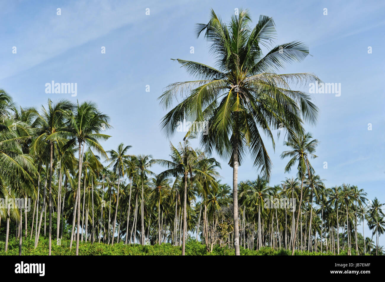 Palm trees on blue sky background Stock Photo - Alamy